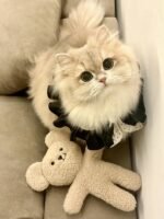 99+ Hình ảnh con mèo cute siêu dễ thương khiến bạn muốn ôm về ngay